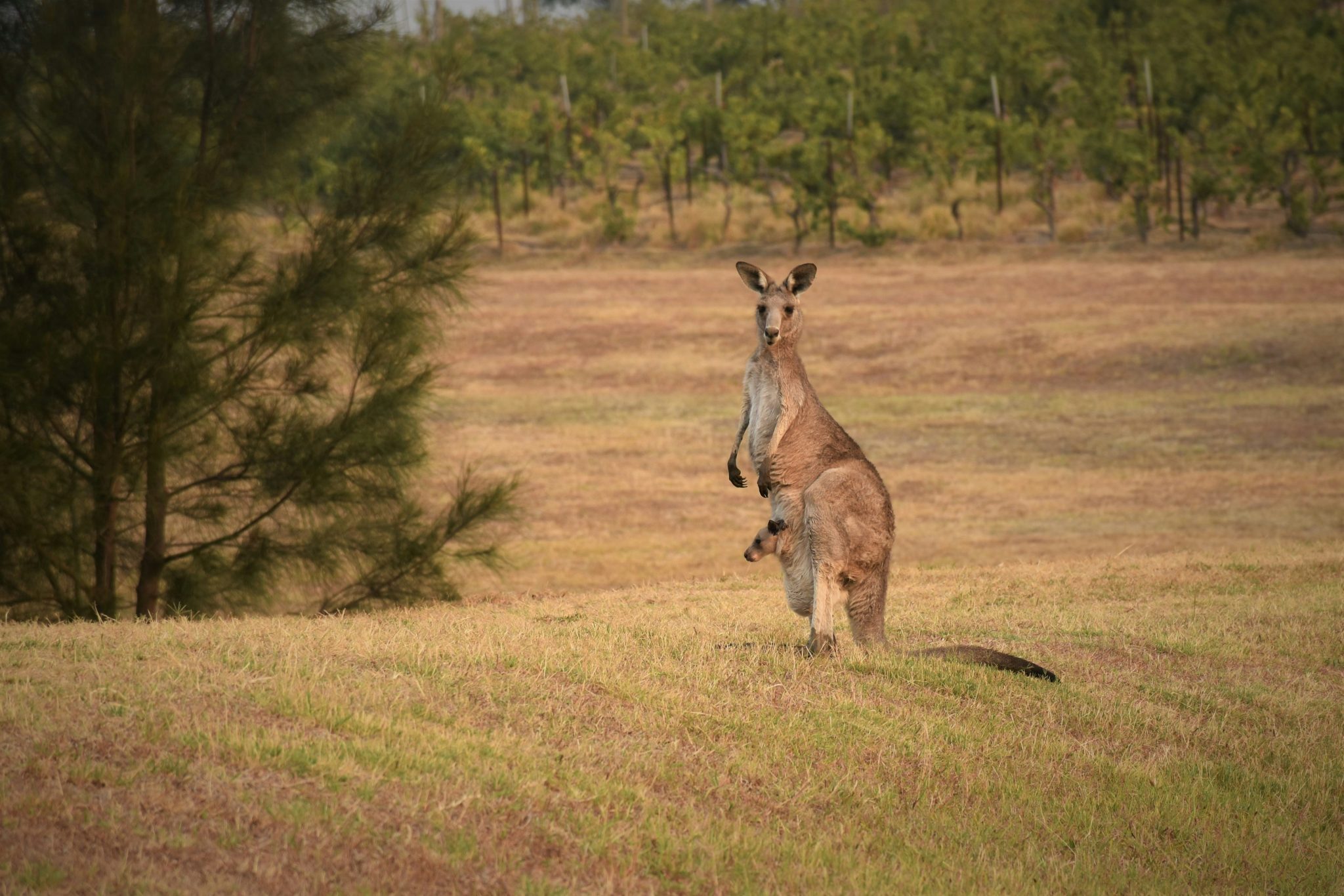 The History and Present of Cockburn, Western Australia